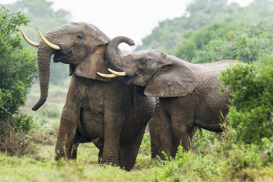 Wildlife Images – Browse 10,948,196 Stock Photos, Vectors, and Video ...