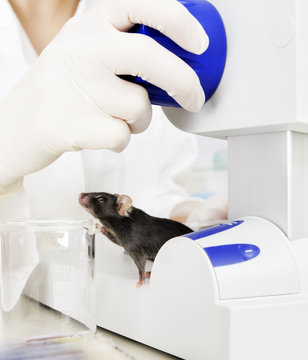 "Laboratory Mouse" Images – Browse 1,632 Stock Photos, Vectors, and ...