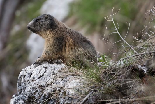 รูปภาพMarmotta – เลือกดูภาพถ่ายสต็อก เวกเตอร์ และวิดีโอ1,456 | Adobe Stock
