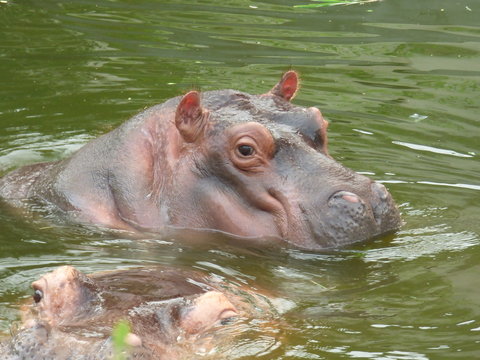 Hipo Images – Browse 323 Stock Photos, Vectors, and Video | Adobe Stock