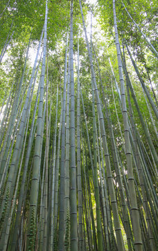 Damyang-Gun Images – Browse 39 Stock Photos, Vectors, and Video | Adobe ...