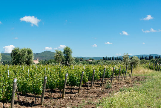 รูปภาพBurgunder – เลือกดูภาพถ่ายสต็อก เวกเตอร์ และวิดีโอ2,781 | Adobe Stock