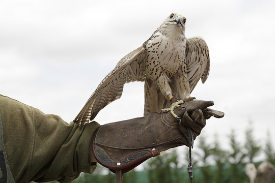 รูปภาพFalconer – เลือกดูภาพถ่ายสต็อก เวกเตอร์ และวิดีโอ17,616 | Adobe Stock