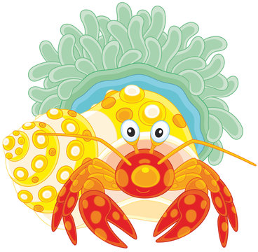 Soldier-Crab Images – Browse 62 Stock Photos, Vectors, and Video ...