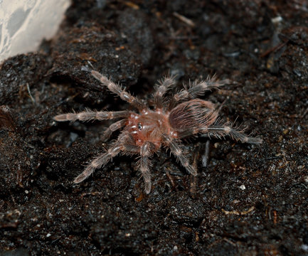 47 MEILLEURES Migale IMAGES, PHOTOS ET ILLUSTRATIONS VECTORIELLES STOCK ...