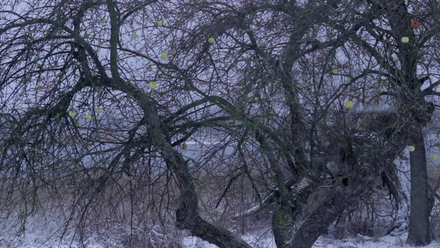 รูปภาพCourd – เลือกดูภาพถ่ายสต็อก เวกเตอร์ และวิดีโอ33 | Adobe Stock