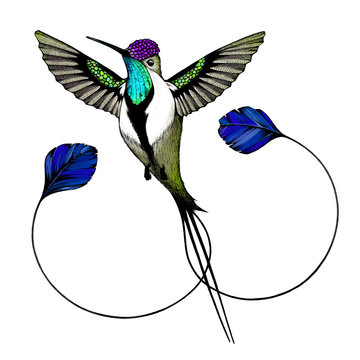 Spatuletail Hummingbird Drawing