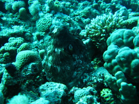 Sepien bilder – Bläddra bland 217 stockfoton, vektorer och videor ...