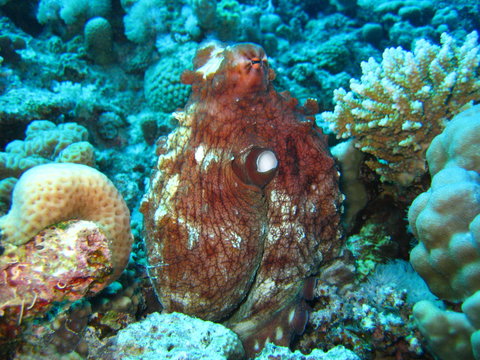 Sepien bilder – Bläddra bland 217 stockfoton, vektorer och videor ...