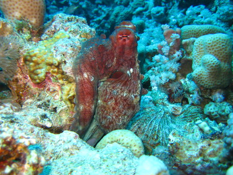 Sepien bilder – Bläddra bland 217 stockfoton, vektorer och videor ...