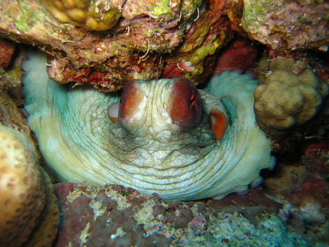 Sepien bilder – Bläddra bland 217 stockfoton, vektorer och videor ...