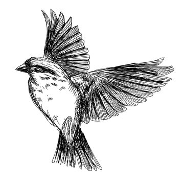 How To Draw A Realistic Bird Flying Step By Step