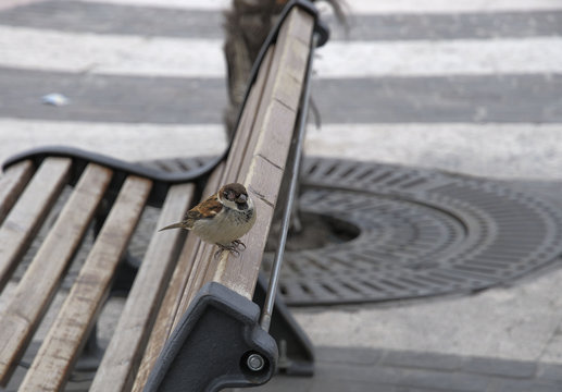 รูปภาพPasserotto – เลือกดูภาพถ่ายสต็อก เวกเตอร์ และวิดีโอ344 | Adobe Stock
