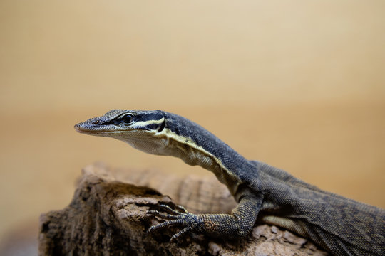 รูปภาพVaranus – เลือกดูภาพถ่ายสต็อก เวกเตอร์ และวิดีโอ124,863 | Adobe Stock