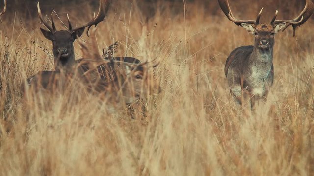 Cervi Images – Browse 905 Stock Photos, Vectors, and Video | Adobe Stock