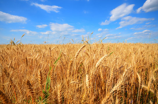 Free Field Images – Browse 23,558 Free Stock Photos, Vectors, and Video ...