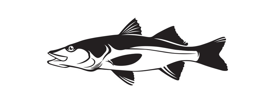 Robalo Images – Browse 6 Stock Photos, Vectors, and Video | Adobe Stock