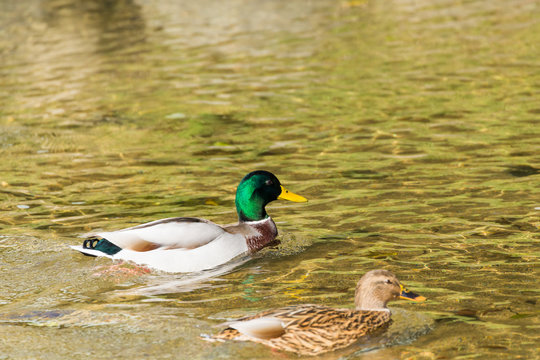 Ducka bilder – Bläddra bland 11 stockfoton, vektorer och videor | Adobe ...