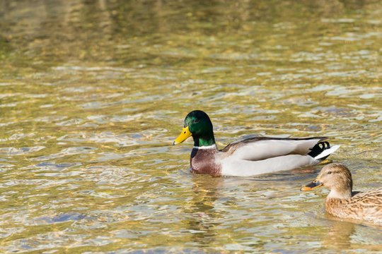 Ducka Images – Browse 10 Stock Photos, Vectors, and Video | Adobe Stock