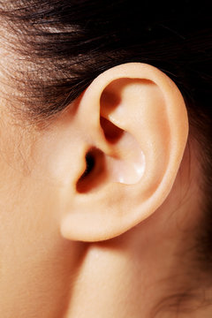 รูปภาพEar – เลือกดูภาพถ่ายสต็อก เวกเตอร์ และวิดีโอ2,166,086 | Adobe Stock