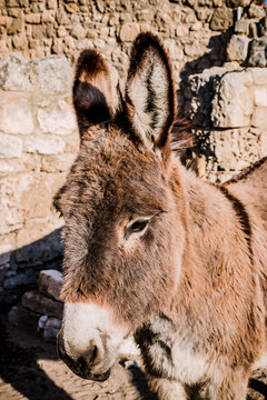 รูปภาพBourricot – เลือกดูภาพถ่ายสต็อก เวกเตอร์ และวิดีโอ89 | Adobe Stock