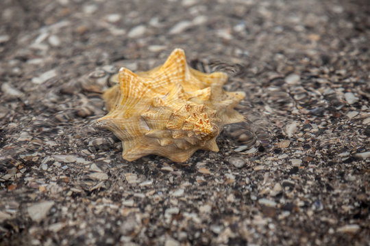Fragile Shell"」の写真素材 | 63件の無料イラスト画像 | Adobe Stock