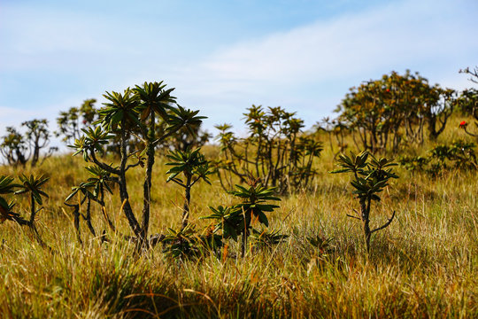 รูปภาพHorton – เลือกดูภาพถ่ายสต็อก เวกเตอร์ และวิดีโอ2,007 | Adobe Stock