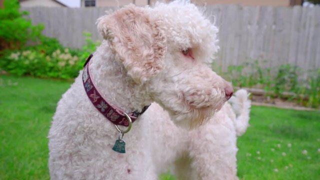 "Shy Dog" Images – Browse 56 Stock Photos, Vectors, and Video | Adobe Stock