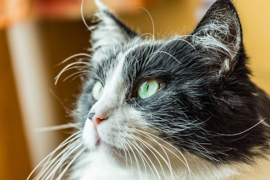 Tom-Cat Images – Browse 151 Stock Photos, Vectors, and Video | Adobe Stock