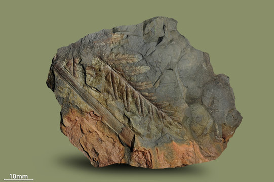 Pteridospermae Images – Browse 35 Stock Photos, Vectors, and Video ...