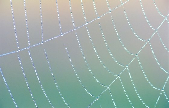Spinnweb Images – Browse 48 Stock Photos, Vectors, and Video | Adobe Stock