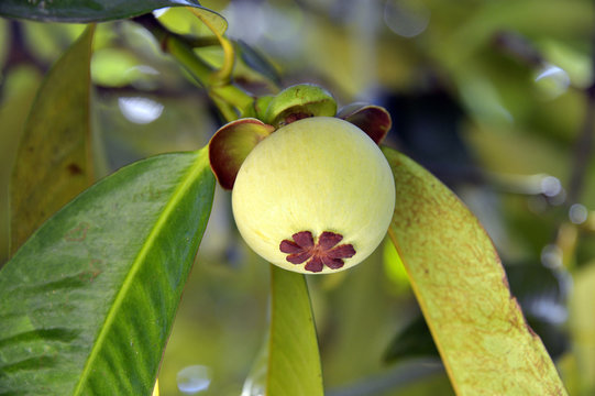 Mangosteen Tree Drawing