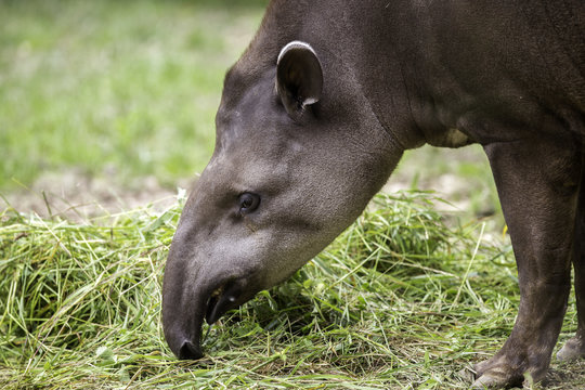Tapiro Images – Browse 39 Stock Photos, Vectors, and Video | Adobe Stock