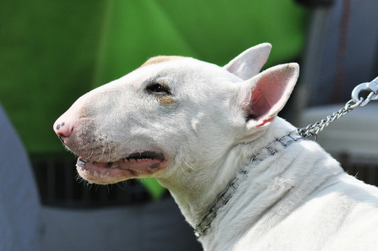 Bulterier bilder – Bläddra bland 82 stockfoton, vektorer och videor ...