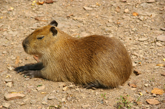 Copybara Images – Browse 22 Stock Photos, Vectors, and Video | Adobe Stock