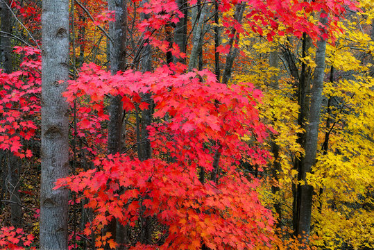 "Changing Leaves" Images – Browse 913 Stock Photos, Vectors, and Video ...