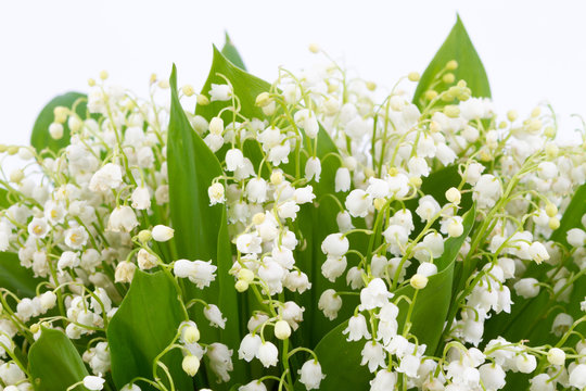 รูปภาพConvallaria – เลือกดูภาพถ่ายสต็อก เวกเตอร์ และวิดีโอ11,229 ...