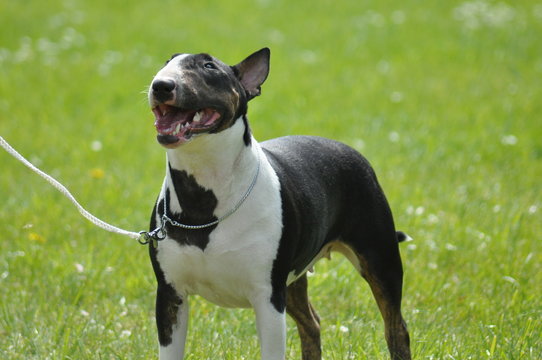 Bulterier Images – Browse 94 Stock Photos, Vectors, and Video | Adobe Stock