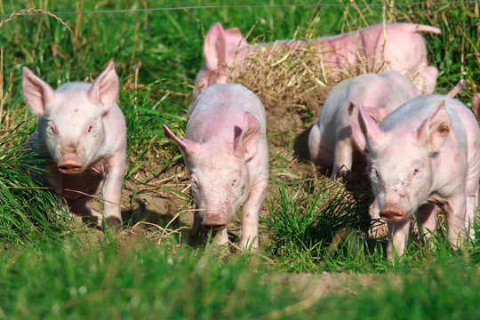 Ferkel bilder – Bläddra bland 8,065 stockfoton, vektorer och videor ...