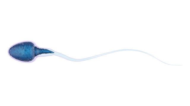 Spermatozoid Images – Browse 5 Stock Photos, Vectors, and Video | Adobe ...