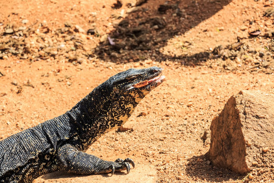 รูปภาพWaran – เลือกดูภาพถ่ายสต็อก เวกเตอร์ และวิดีโอ2,114 | Adobe Stock