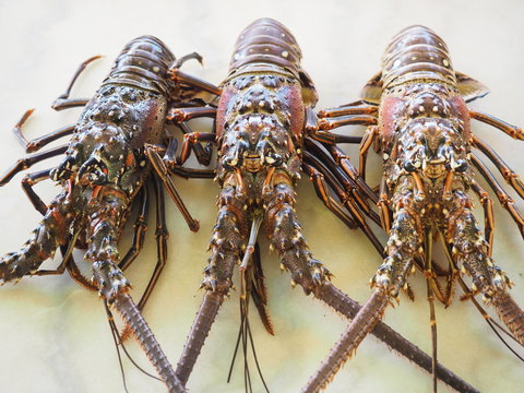 「Langoustes」の画像 - 582 件の Stock 写真、ベクターおよびビデオ | Adobe Stock