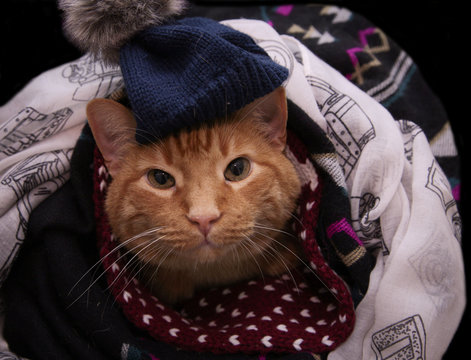 "Bundled Up" Bilder – Durchsuchen 1,127 Archivfotos, Vektorgrafiken und ...