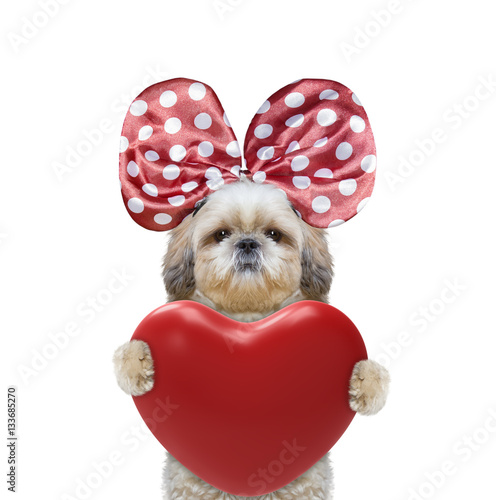 "Cute valentine dog holding heart" Stock photo and royalty-free images ...