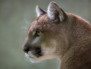 Search photos panther