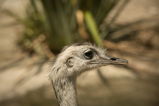 Rhea Bird"」の写真素材 | 14,473件の無料イラスト画像 | Adobe Stock