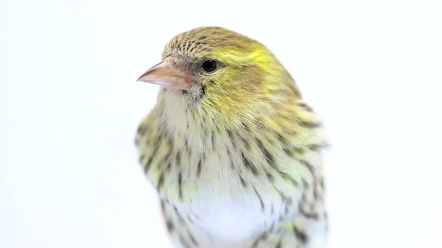 Tarin Images – Parcourir 7,058 le catalogue de photos, vecteurs et ...