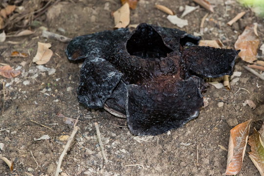 รูปภาพRafflesia – เลือกดูภาพถ่ายสต็อก เวกเตอร์ และวิดีโอ1,022 | Adobe Stock