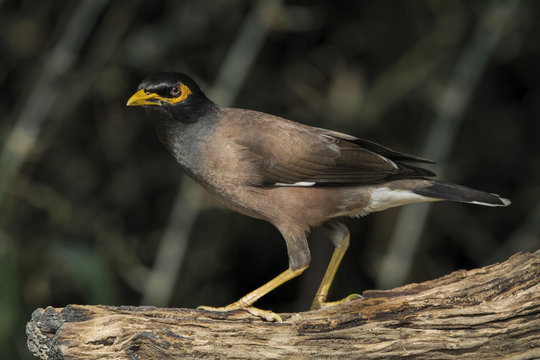 "Talking Myna" Immagini - Sfoglia 3,113 foto, vettoriali e video Stock ...
