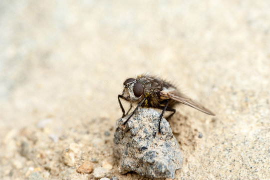 Sandfliege Images – Browse 1 Stock Photos, Vectors, and Video | Adobe Stock